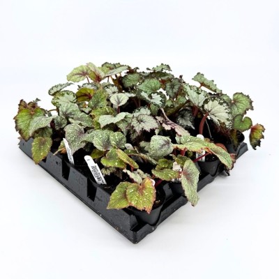 Begonia Hybrid assorted - 12 per flat 2in - Washington - Cascade Tropicals