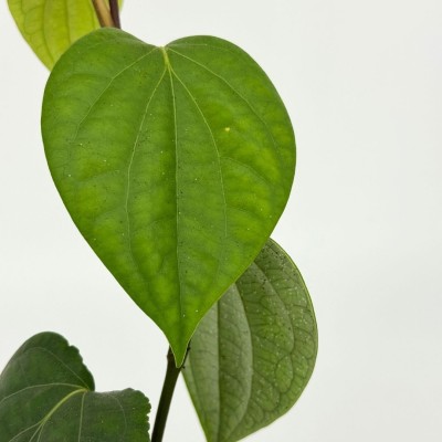 Piper nigrum 4in - Washington - Cascade Tropicals