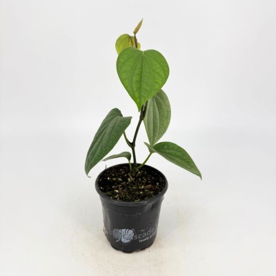 Piper nigrum 4in - Washington - Cascade Tropicals