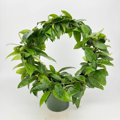 Hoya carnosa - Hoop 6in - Washington - Cascade Tropicals