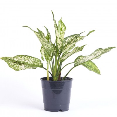 Aglaonema 'Spring Snow' 10in - Washington - Cascade Tropicals