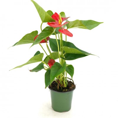 Anthurium Flowering - Red 4in - Washington - Cascade Tropicals