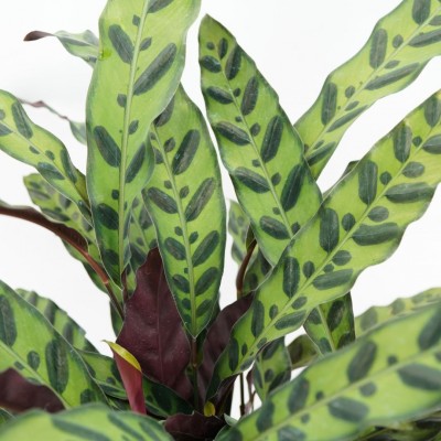Calathea lancifolia 8in - Washington - Cascade Tropicals
