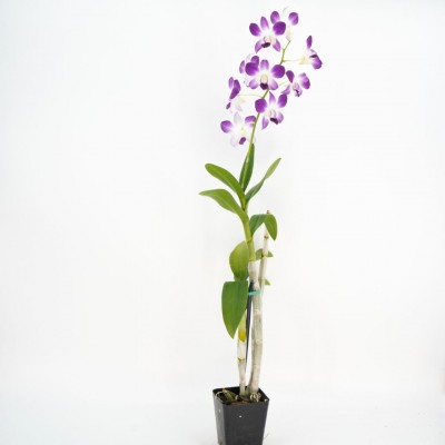 Dendrobium phalaenopsis hybrid 4in - Washington - Cascade Tropicals