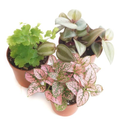 Ferns & Foliage - Exotic Angel Assortment 4in - Washington - Cascade ...