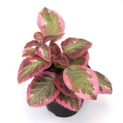 Episcia cupreata 'Cleopatra' 4in - Washington - Cascade Tropicals