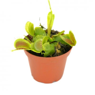 Dionaea muscipula 3in - Washington - Cascade Tropicals