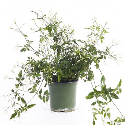 Jasminum polyanthum 4in - Washington - Cascade Tropicals