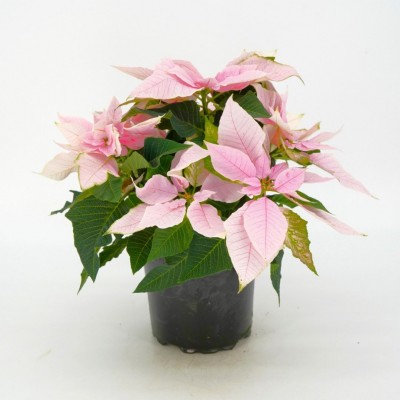 Poinsettia - Pink 6in - Washington - Cascade Tropicals