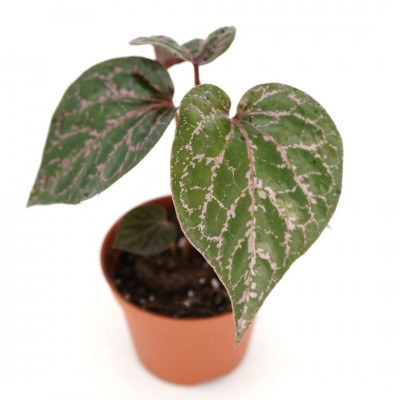 Piper ornatum 2in - Washington - Cascade Tropicals