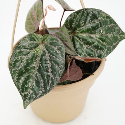 Piper ornatum - HB 6in - Washington - Cascade Tropicals