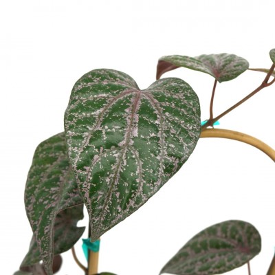 Piper ornatum - hoop 6in - Washington - Cascade Tropicals