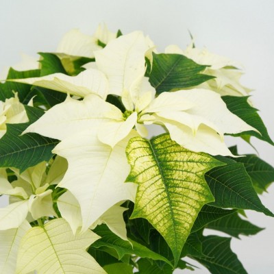Poinsettia - White 6in - Washington - Cascade Tropicals