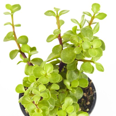 Portulacaria afra - Heart Topiary 4in - Washington - Cascade Tropicals