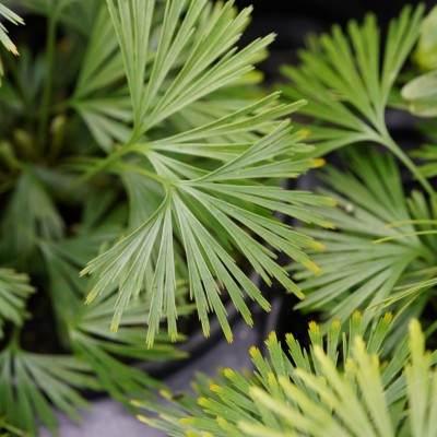 Actiniopteris australis 4in - Washington - Cascade Tropicals