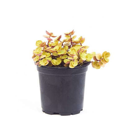 Callisia Turtle Vine 4in - Washington - Cascade Tropicals