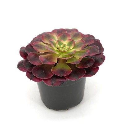 Aeonium 'Medusa' 6in - Washington - Cascade Tropicals