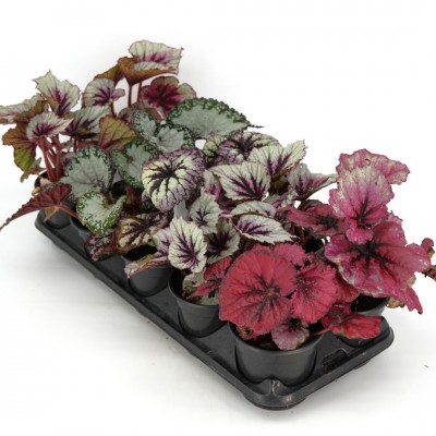 Begonia Hybrid assorted - 10 per flat 4in - Washington - Cascade Tropicals