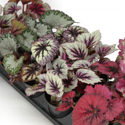 Begonia Hybrid assorted - 10 per flat 4in - Washington - Cascade Tropicals