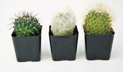 Cactus assorted 2in - Washington - Cascade Tropicals