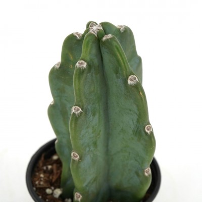 Cereus jamacaru 4in - Washington - Cascade Tropicals