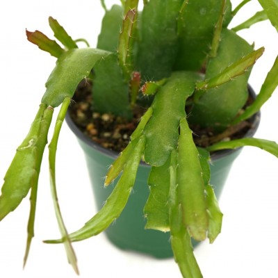 Epiphyllum hookeri 4in - Washington - Cascade Tropicals