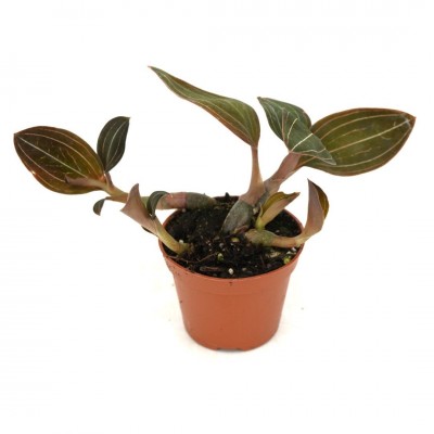 Ludochilus 'Sea Turtle' 2in - Washington - Cascade Tropicals